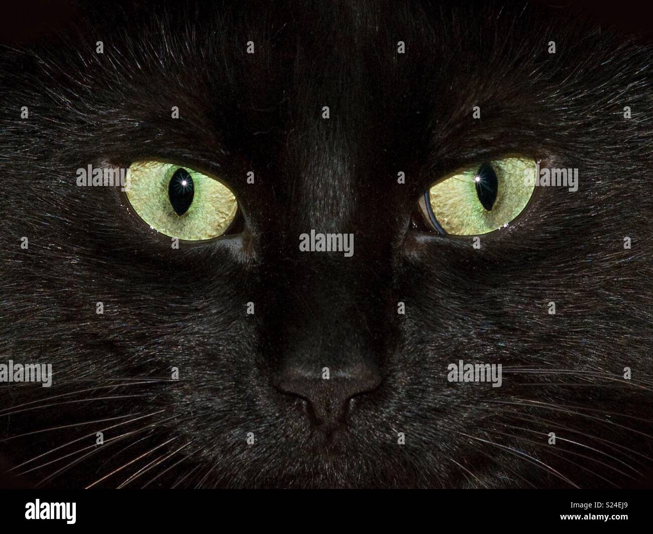 The stare of a black cat. Rescued as a feral kitten he is now a loving ...