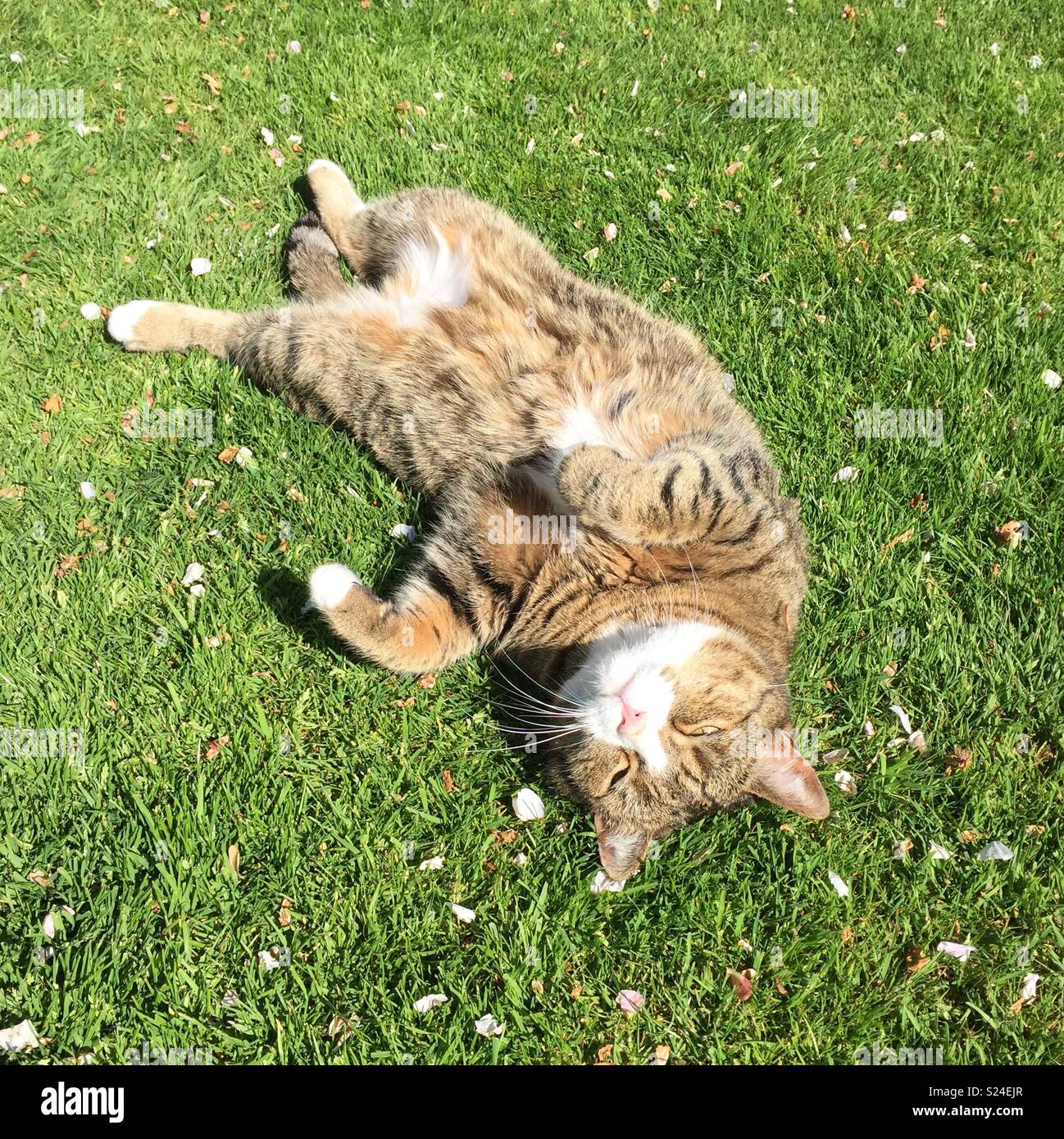 Lazy summer days hi-res stock photography and images - Alamy