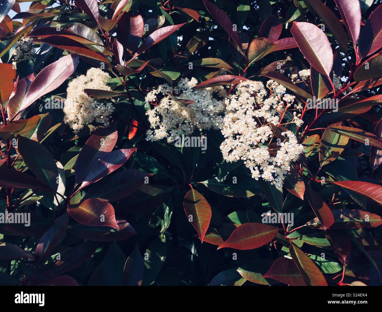 Photinia Red Robin Flowers High Resolution Stock Photography and Images ...