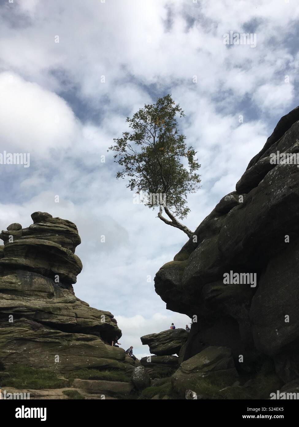 Tree and rock Stock Photo - Alamy