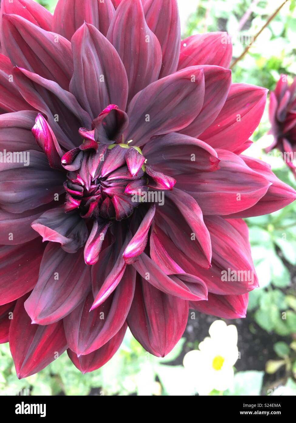 Purple dahlia flowers hi-res stock photography and images - Alamy