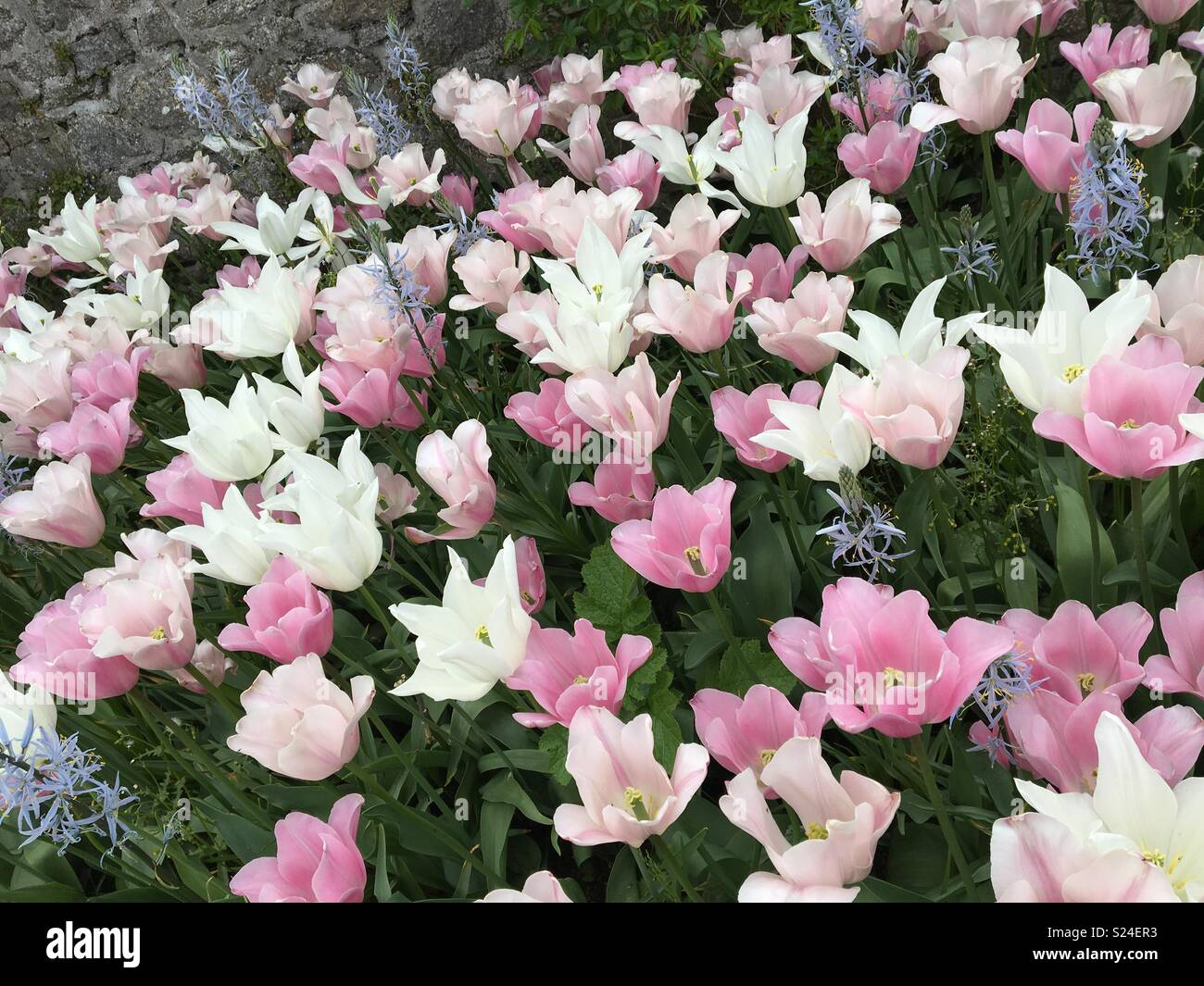 Pink and white tulips Stock Photo - Alamy