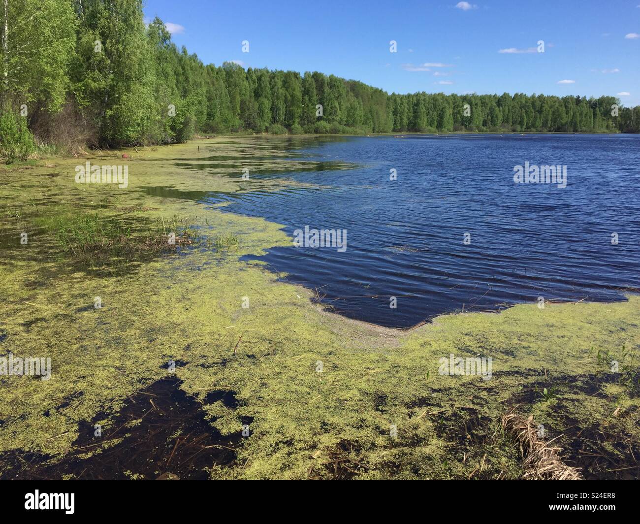 Pond in spring n Stock Photo - Alamy