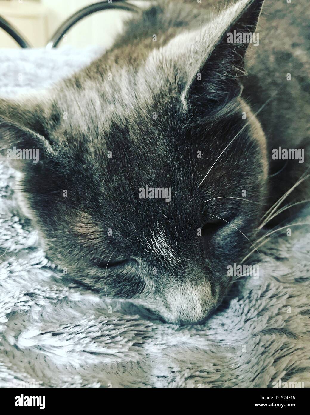 Grey sleeping cat hi-res stock photography and images - Alamy