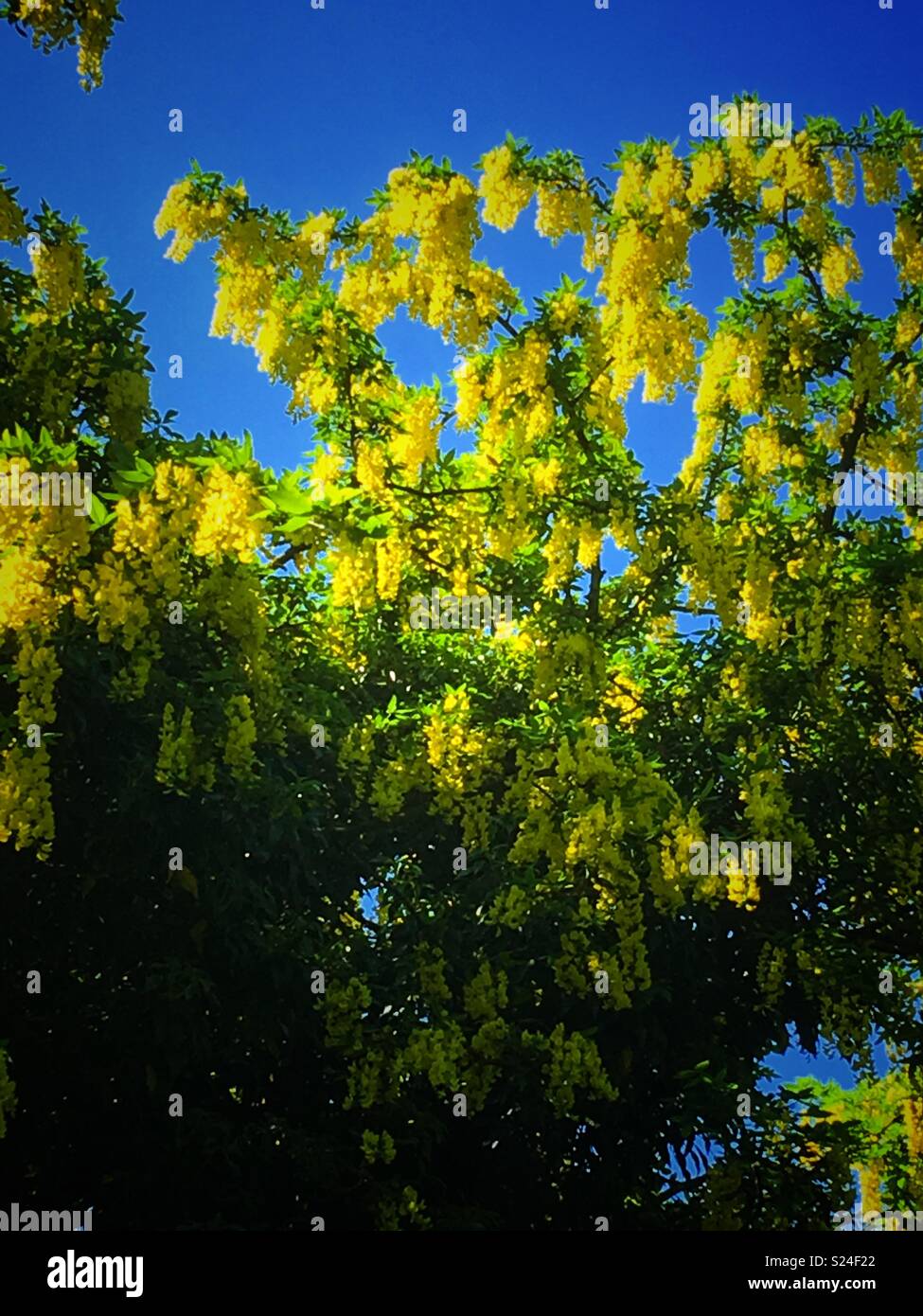 Laburnum tree hi-res stock photography and images - Alamy
