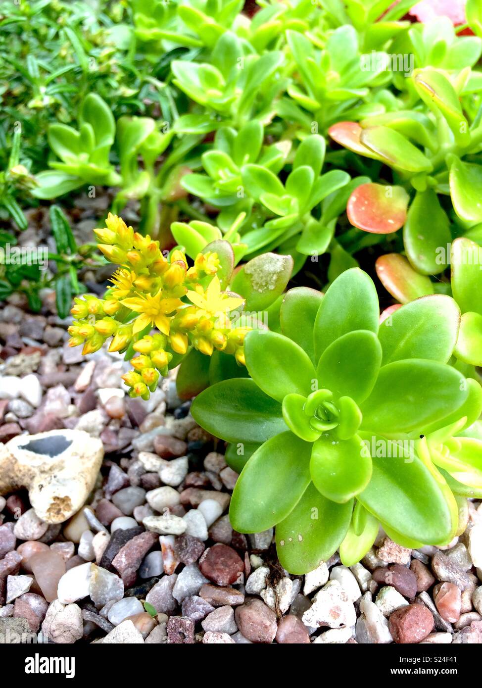 Sedum flowering in alpine rockery Stock Photo - Alamy