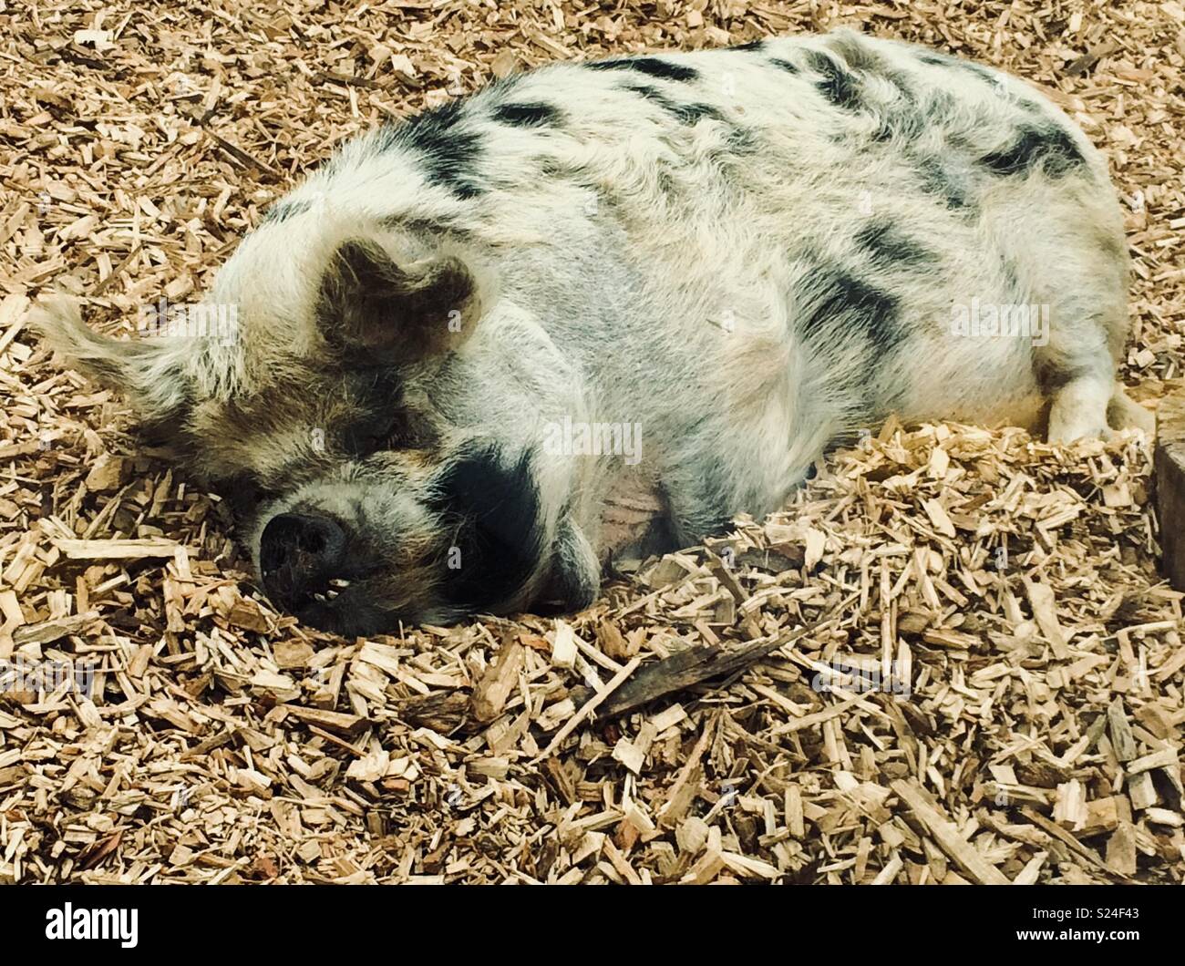 Sleeping pig hi-res stock photography and images - Alamy
