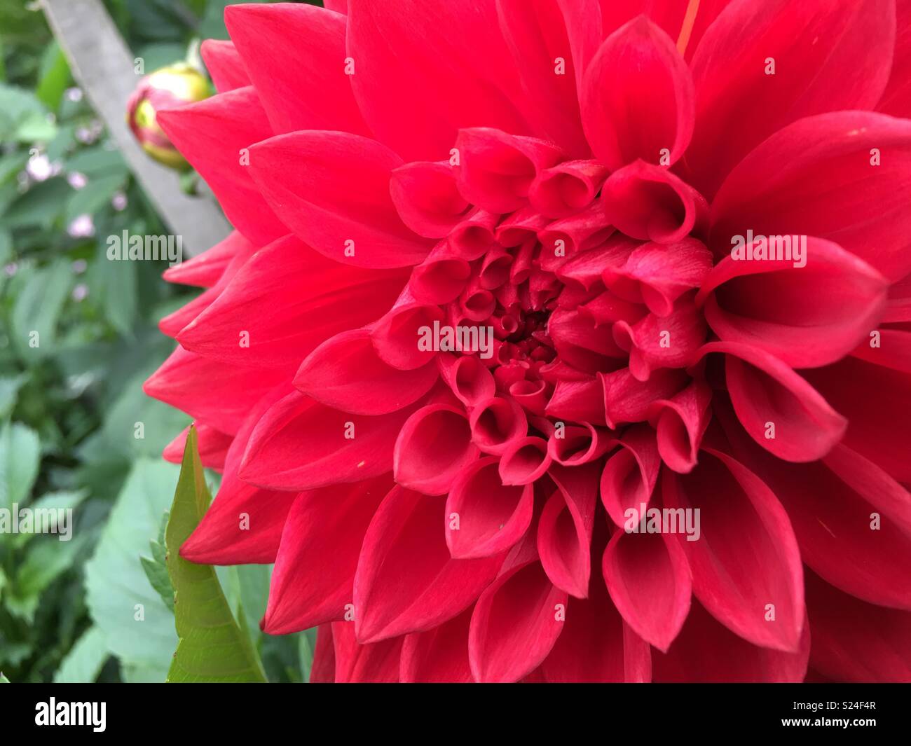Red dahlia flower Stock Photo - Alamy
