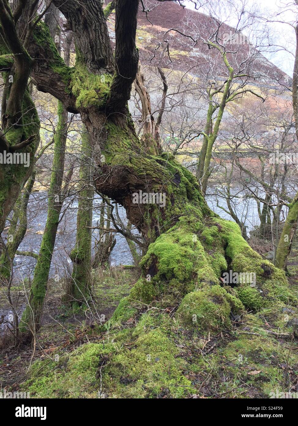 Dancing Tree High Resolution Stock Photography and Images - Alamy
