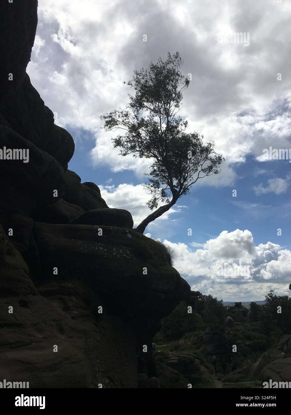 Tree and rock Stock Photo - Alamy