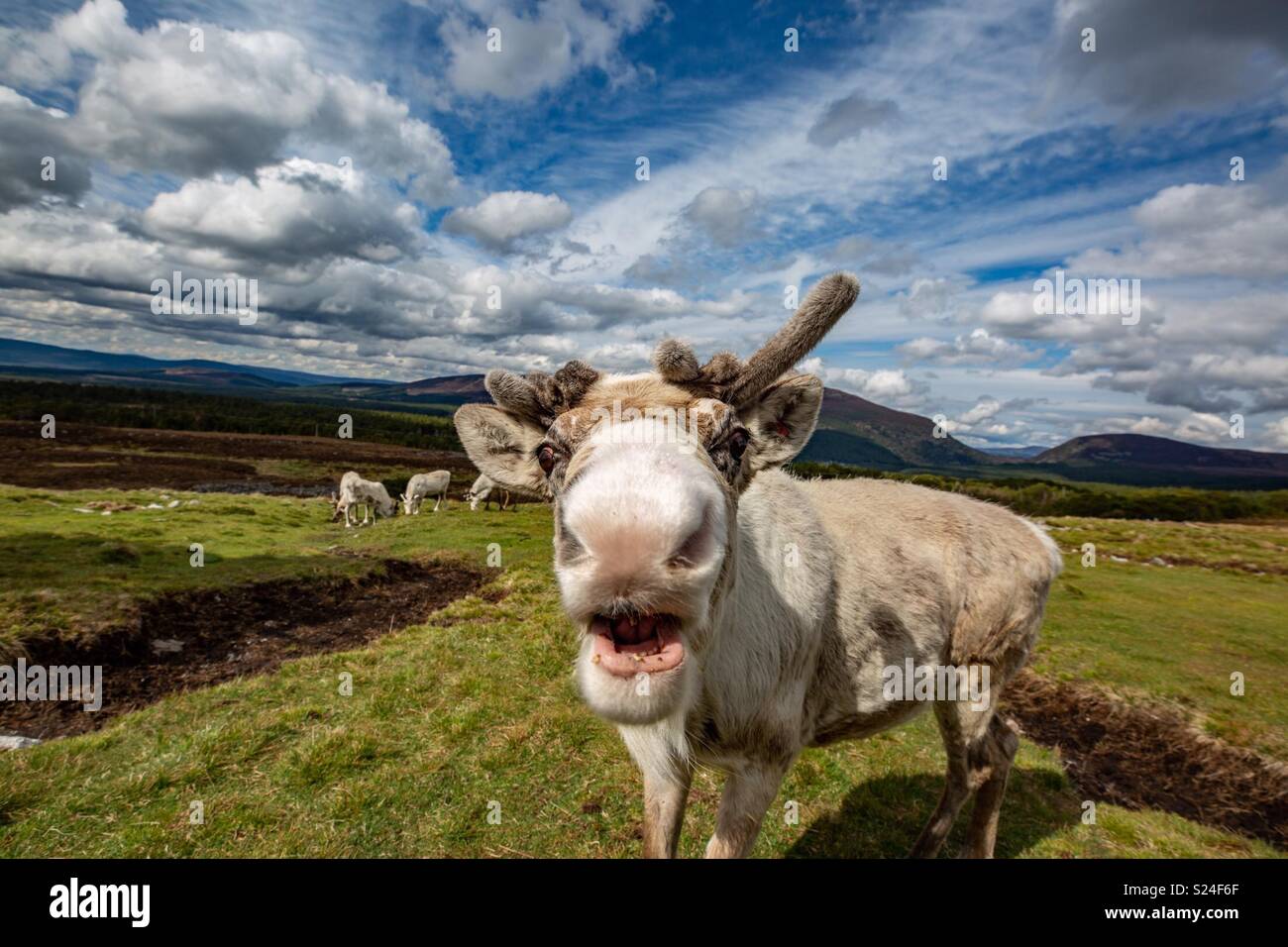 Cairngorm reindeer herd hi-res stock photography and images - Alamy