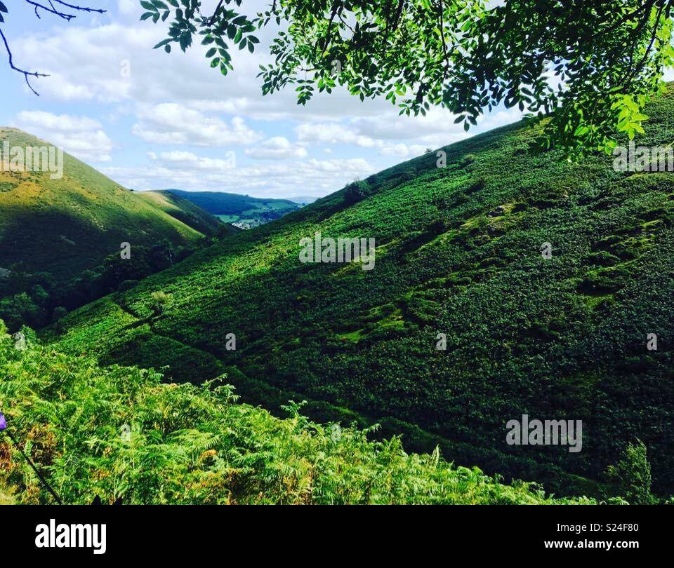 I see trees of green Stock Photo - Alamy