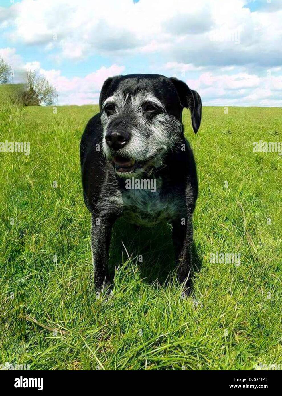 Labrador cross staffordshire bull terrier hi-res stock photography and ...