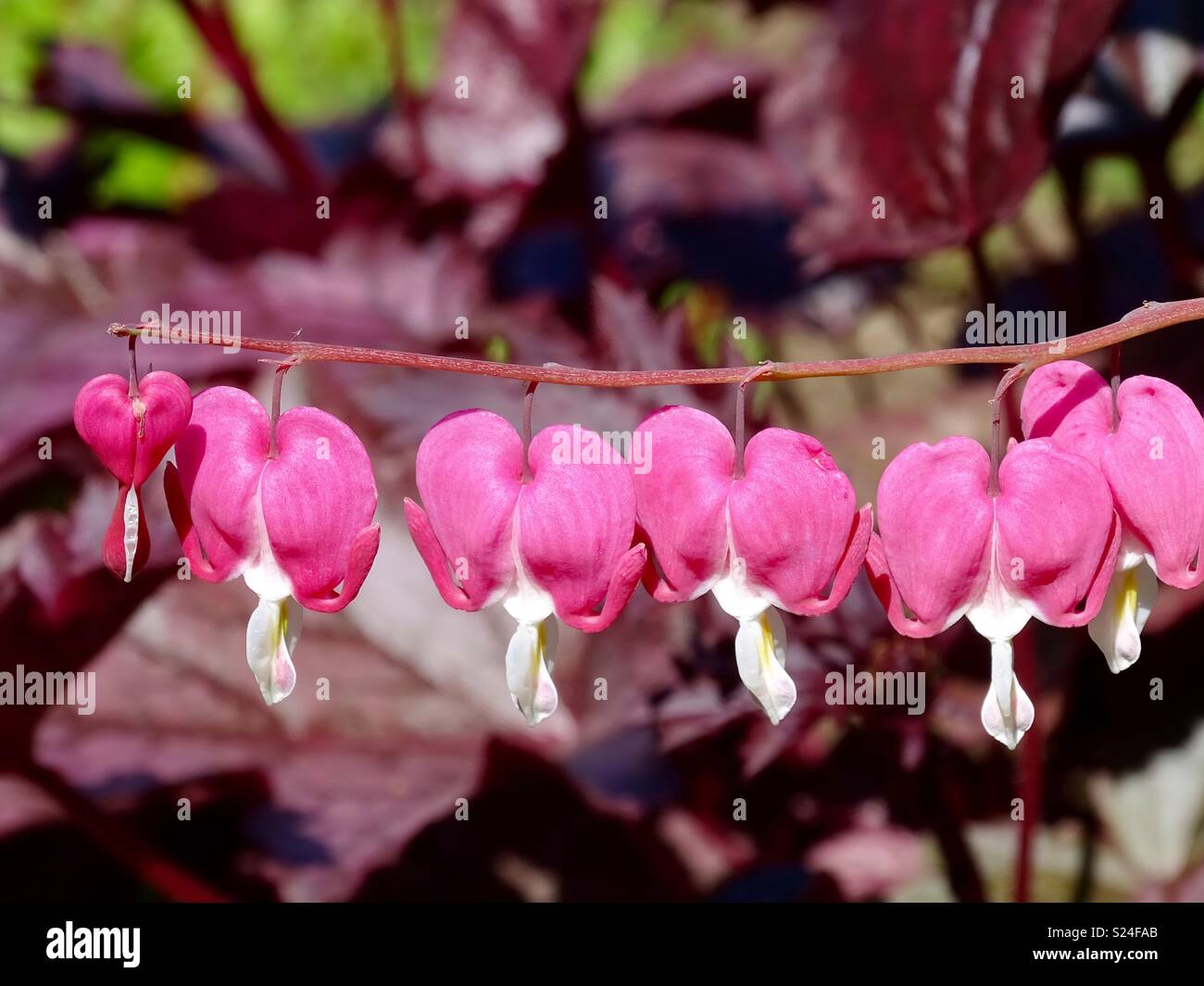 Bleeding hearts hi-res stock photography and images - Alamy