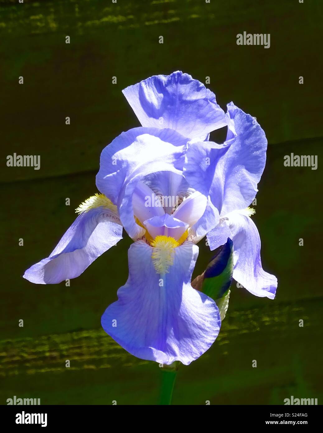 Bearded flowers hi-res stock photography and images - Alamy