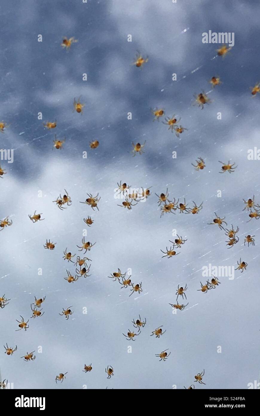 Baby spiders hi-res stock photography and images - Alamy