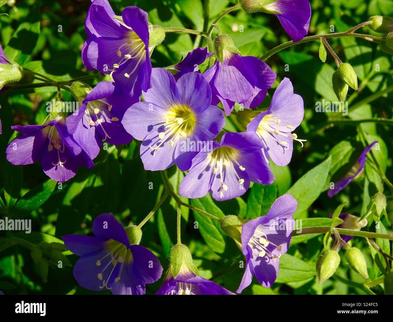 Ladder with flowers hi-res stock photography and images - Alamy