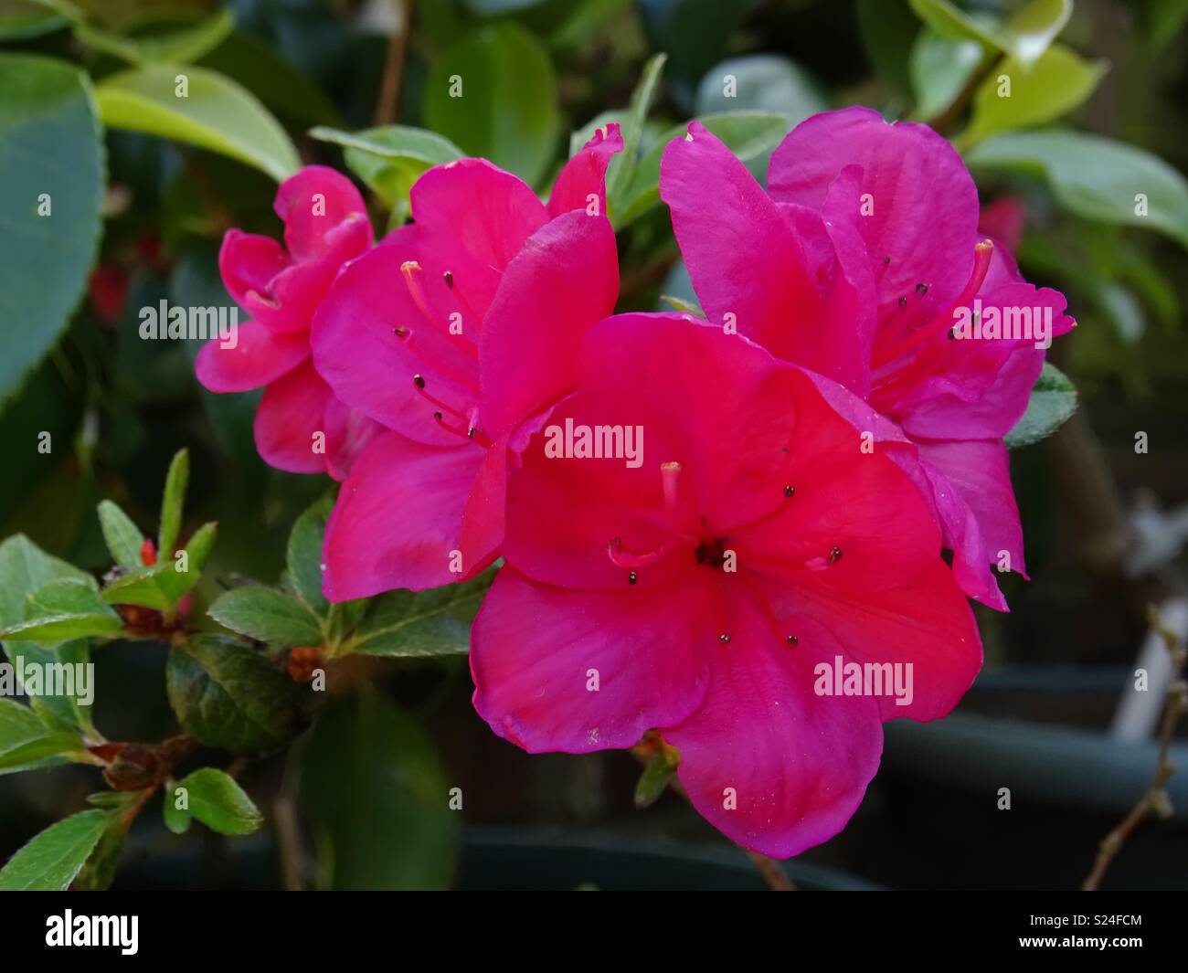 Red Azaleas High Resolution Stock Photography and Images - Alamy