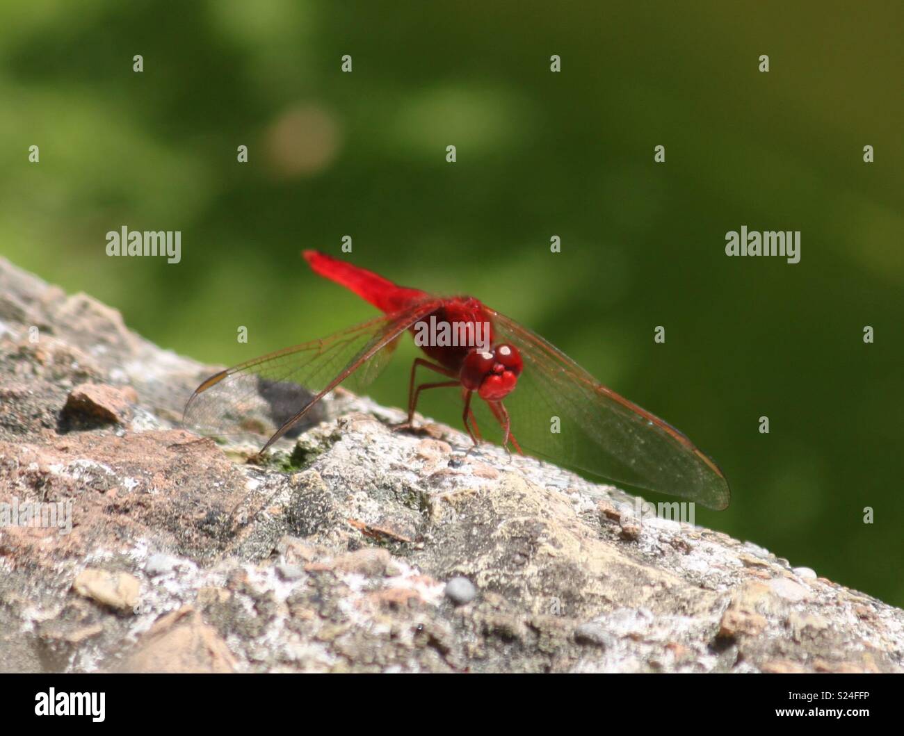Insect red dragonfly hi-res stock photography and images - Alamy