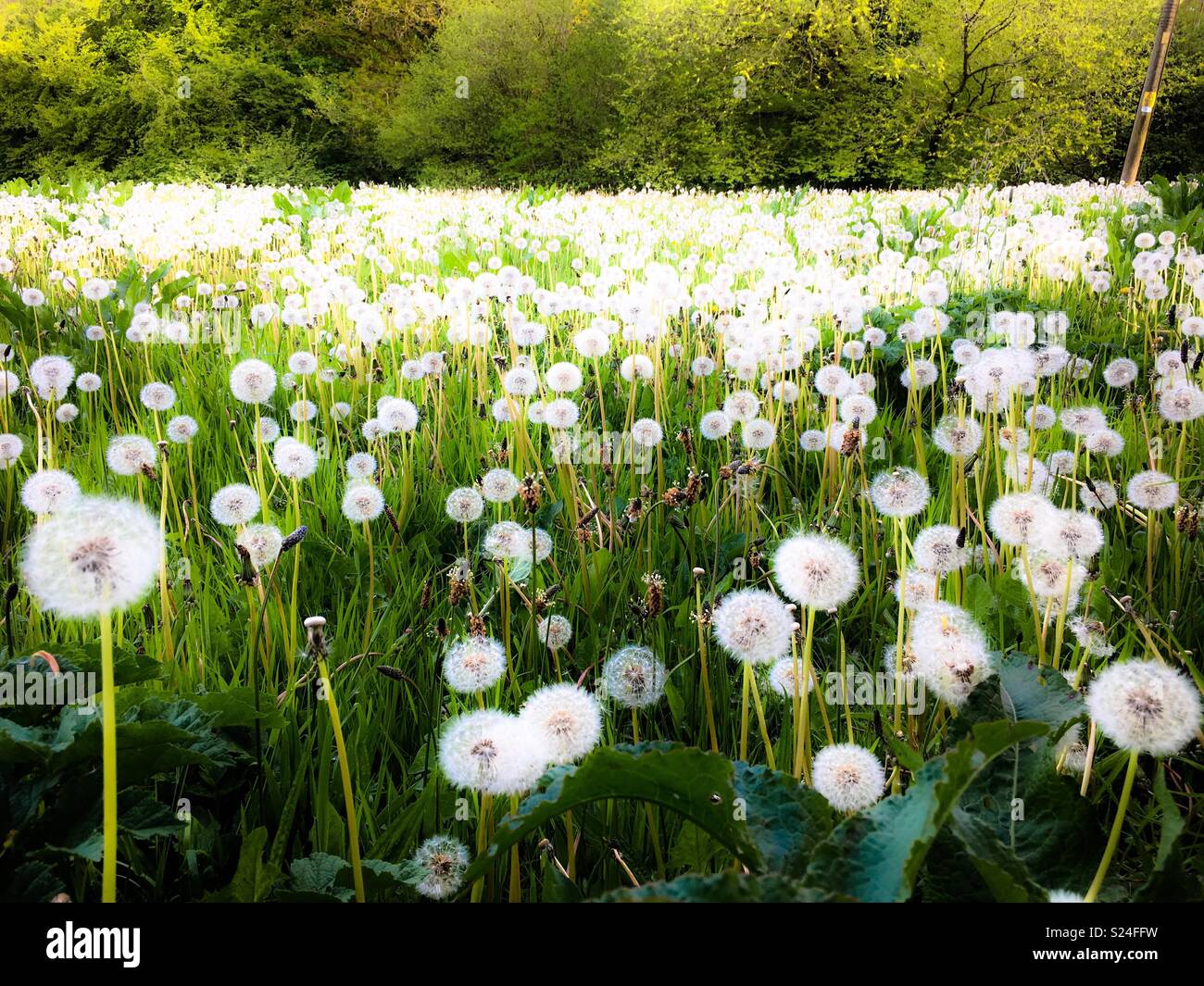 Dandelions clocks hi-res stock photography and images - Alamy