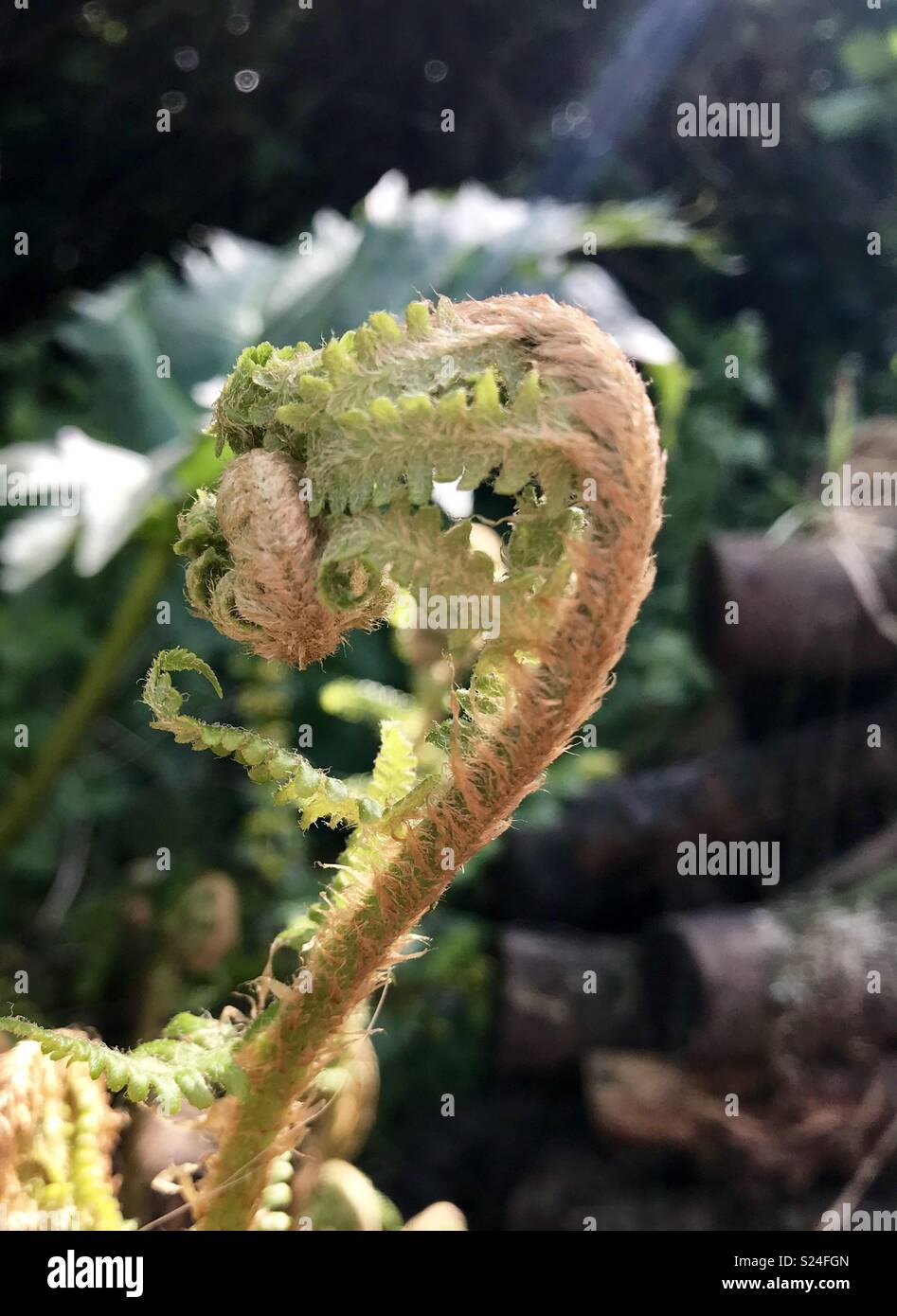 Fern unrolling hi-res stock photography and images - Alamy