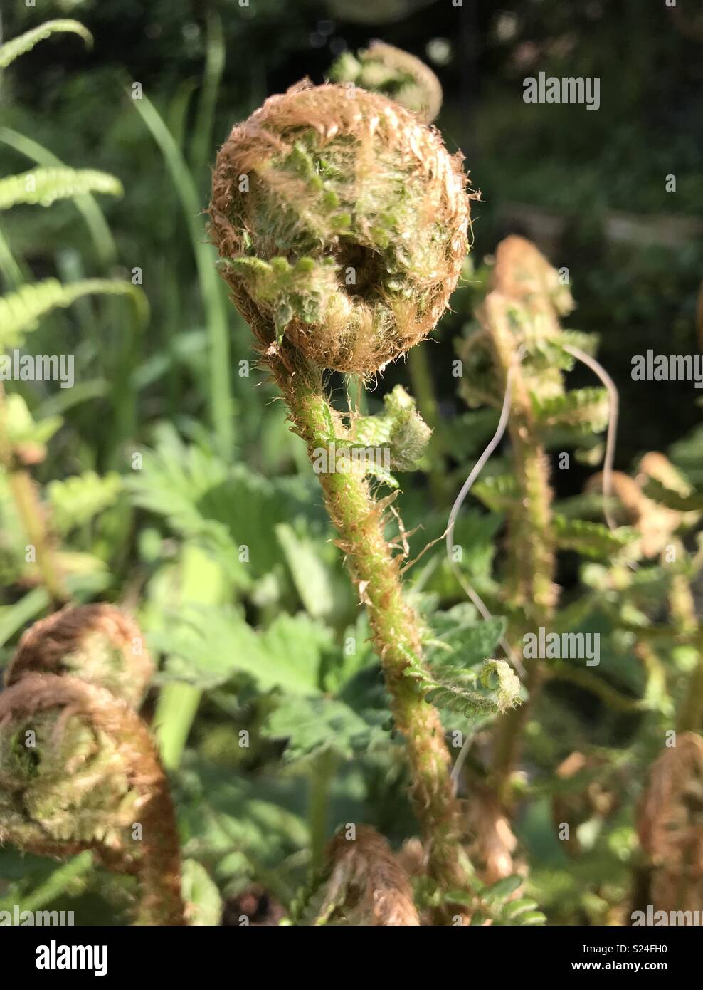 Unfurling fresh fern hi-res stock photography and images - Alamy