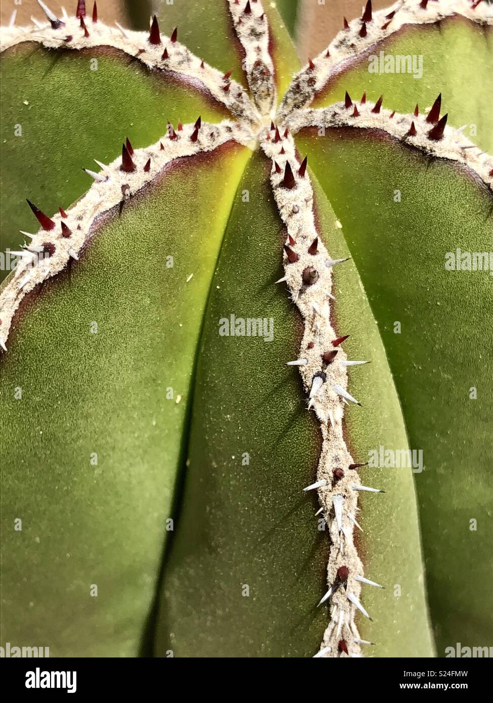 Arizona cactus hi-res stock photography and images - Alamy