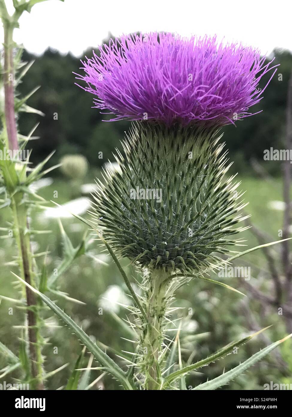 Thistle Bloom High Resolution Stock Photography and Images - Alamy