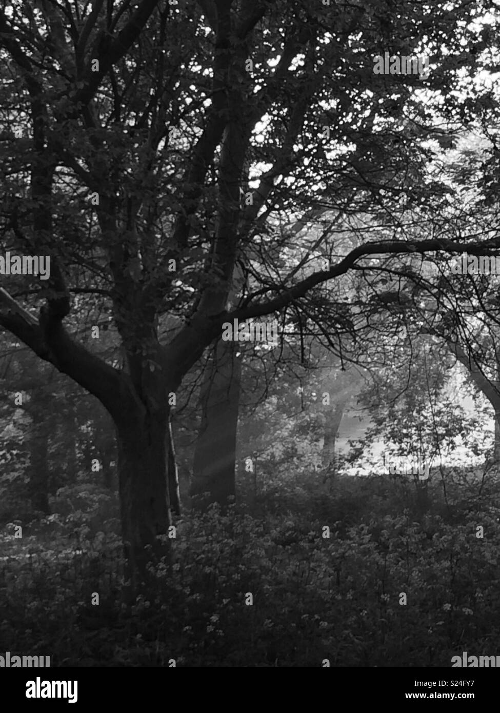 Early morning trees hi-res stock photography and images - Alamy