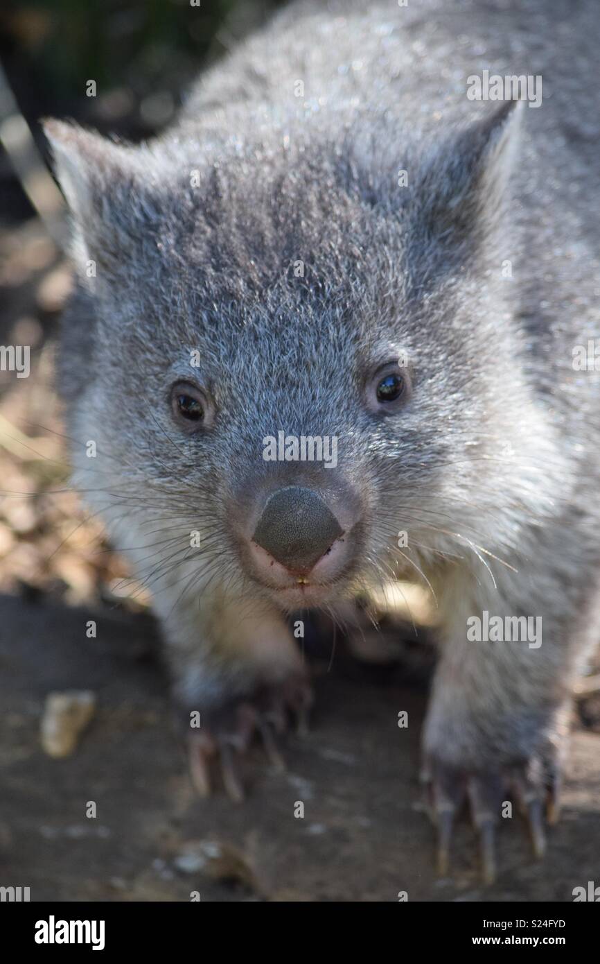 Cute Wombat Smiling