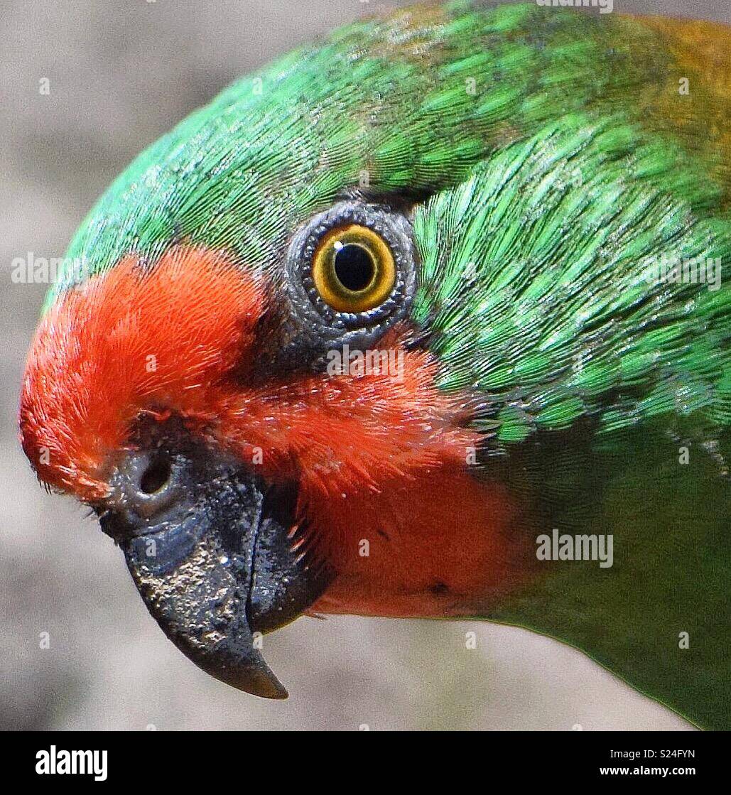 Extreme piercing hi-res stock photography and images - Alamy