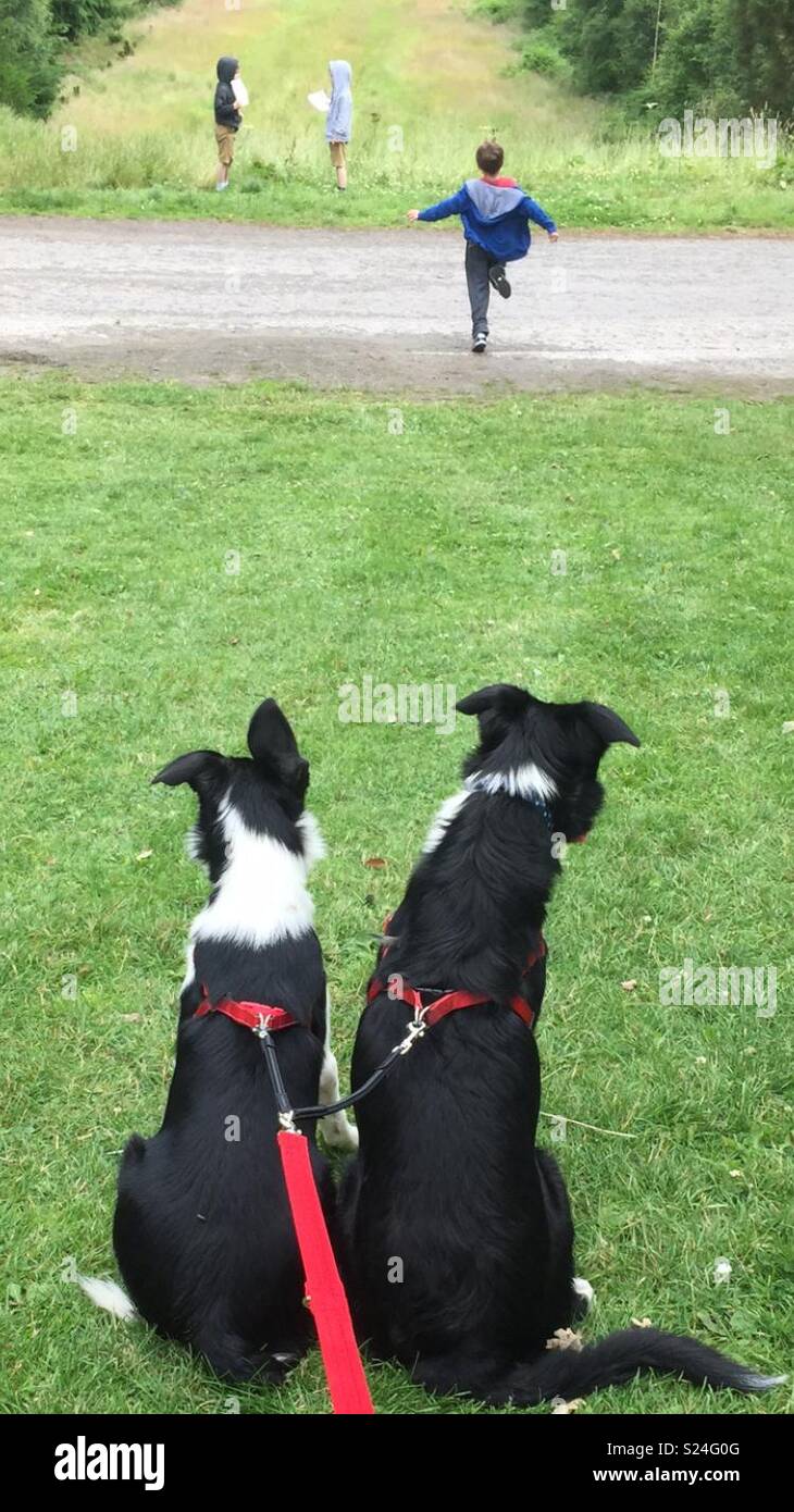 Dogs watching their boys Stock Photo - Alamy