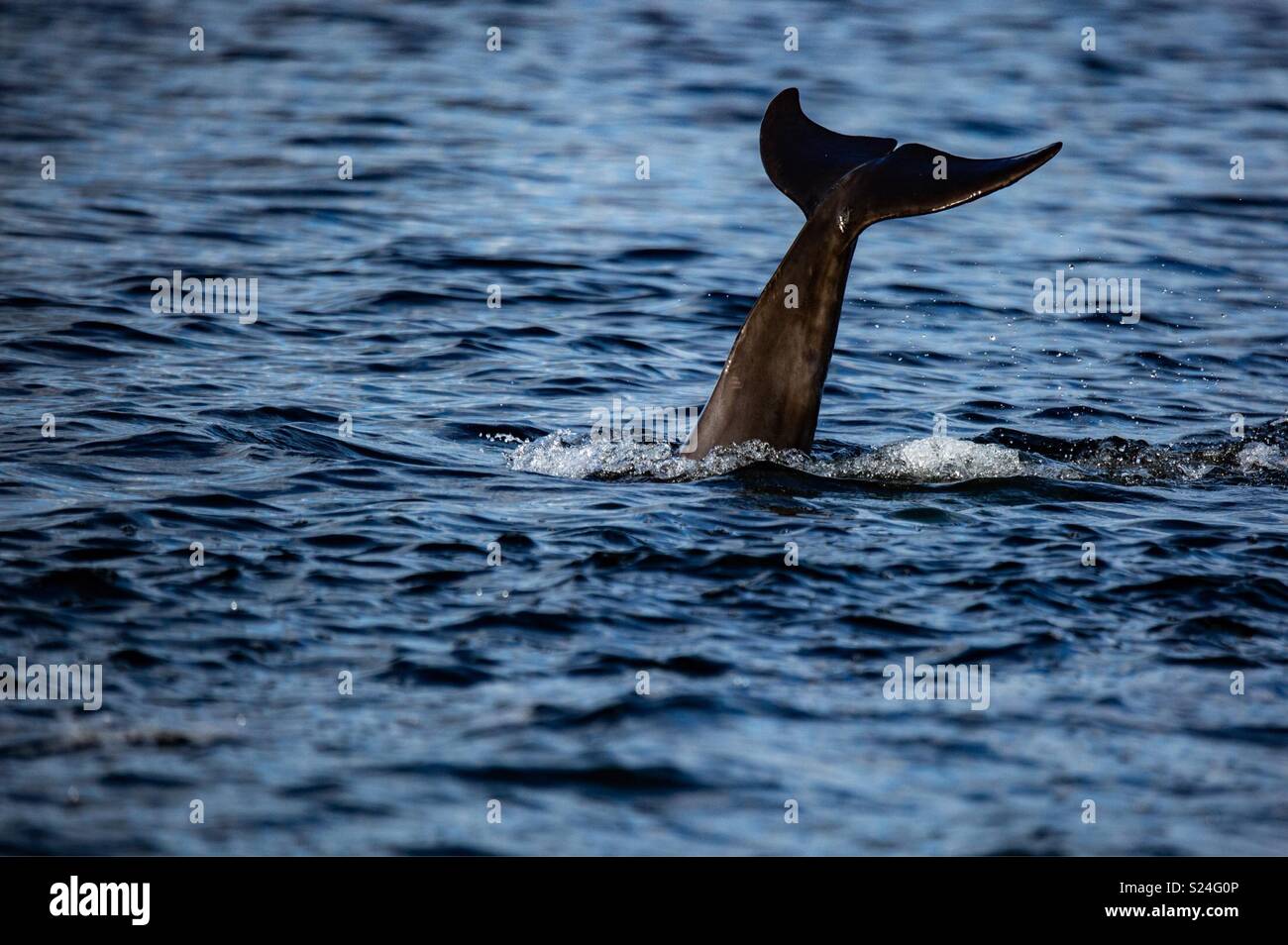 Dolphin slapping tail hi-res stock photography and images - Alamy