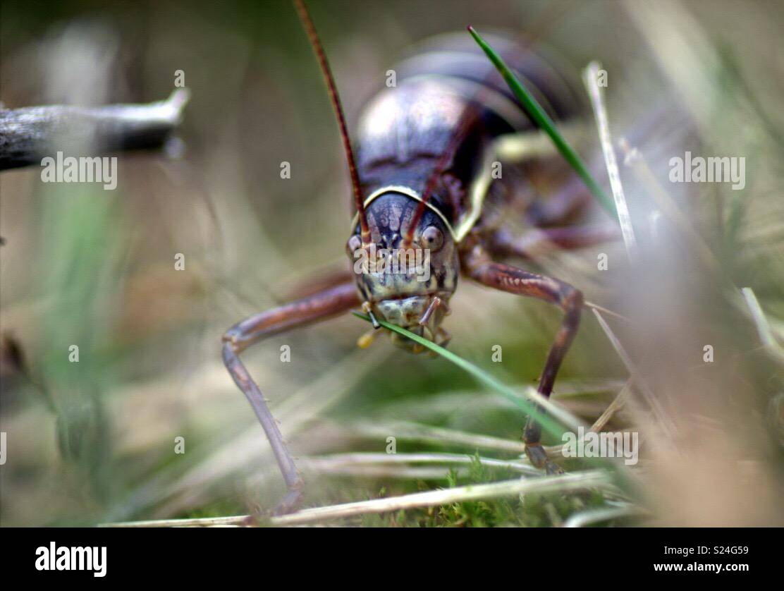 Face of Cricket Stock Photo - Alamy
