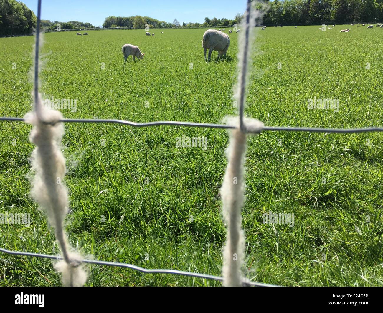 Sheep through a wool covered wire fence Stock Photo - Alamy