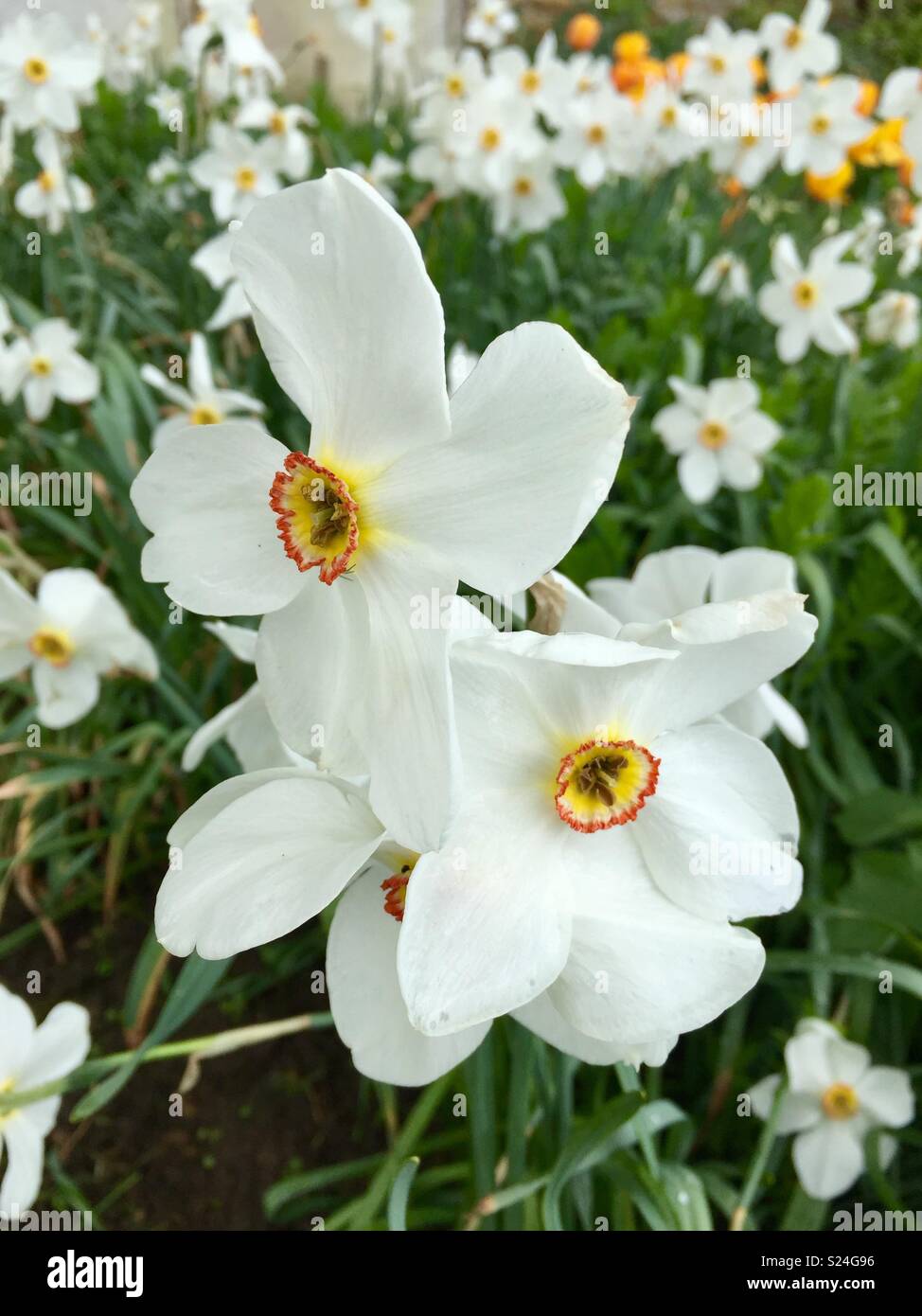 Narcissus actea hi-res stock photography and images - Alamy