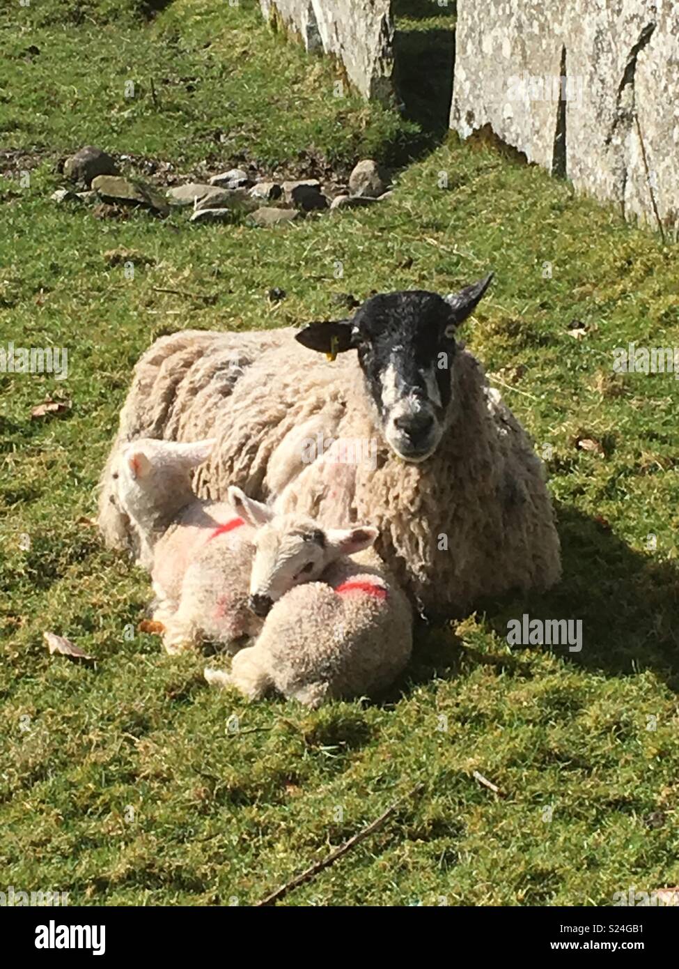 Mummy sheep hi-res stock photography and images - Alamy