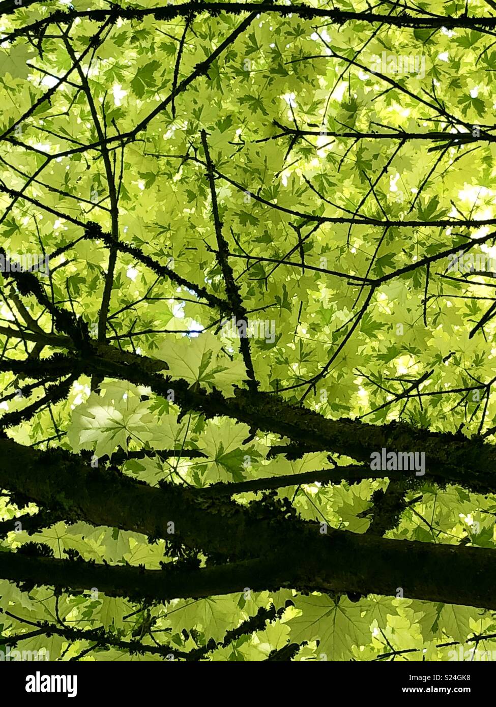 Sycamore tree canopy hi-res stock photography and images - Alamy