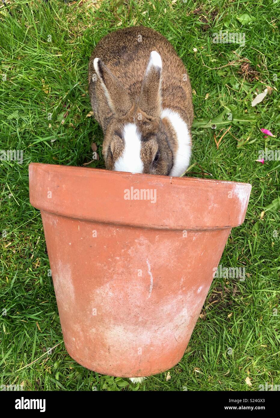Rabbit pot hi-res stock photography and images - Alamy