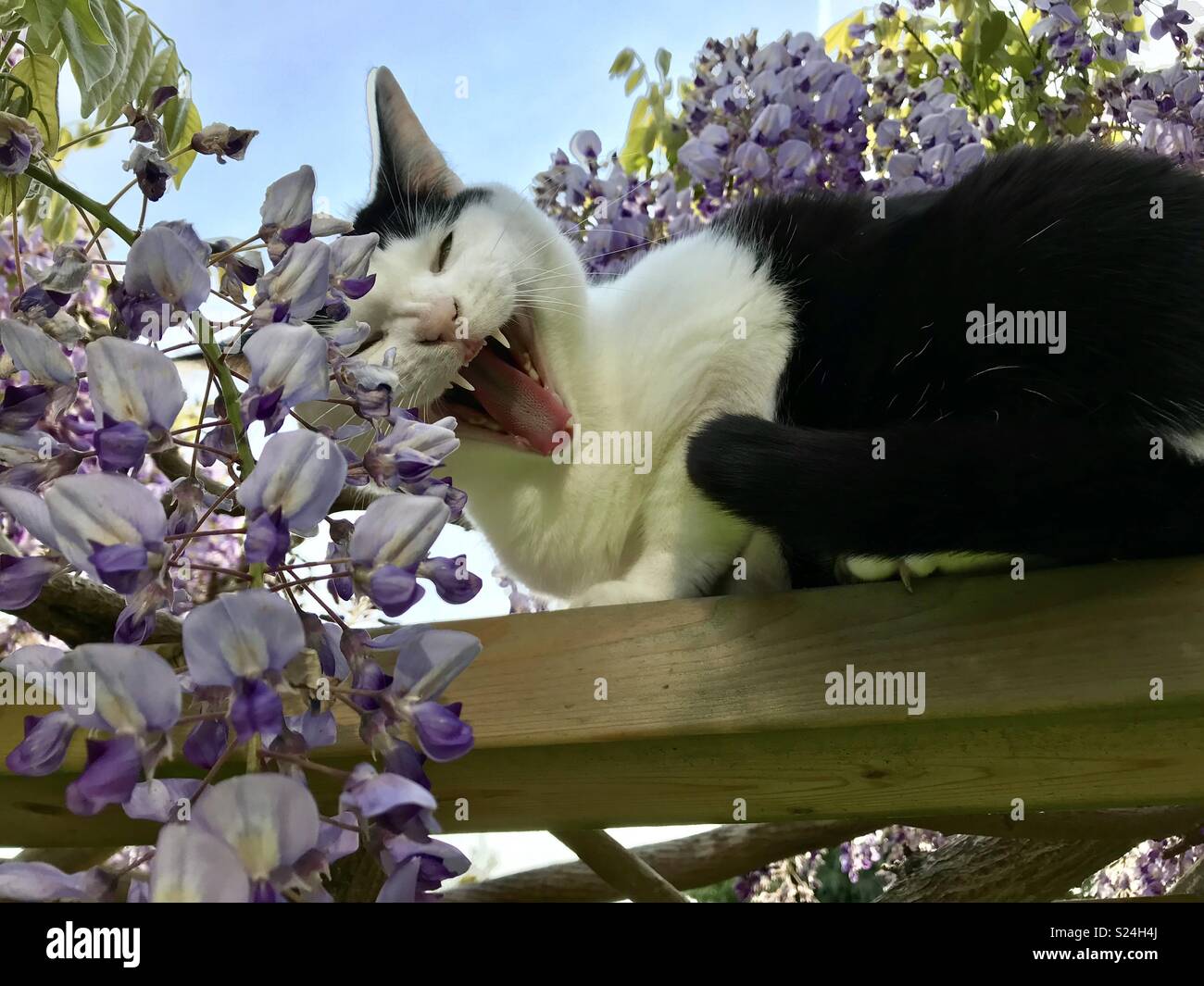 Tired cat hi-res stock photography and images - Alamy