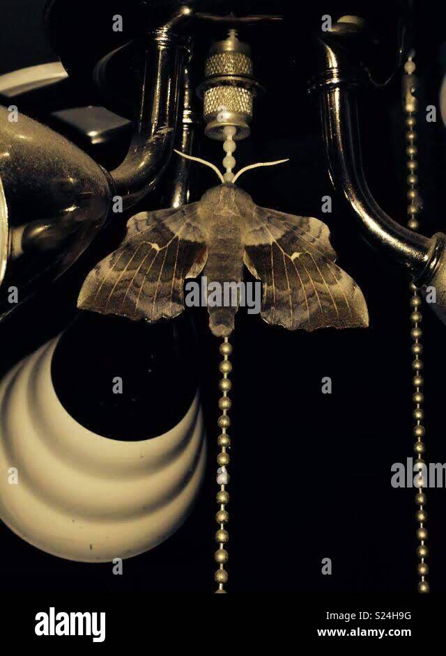 A huge moth landed on our ceiling fan. It was stunning Stock Photo - Alamy