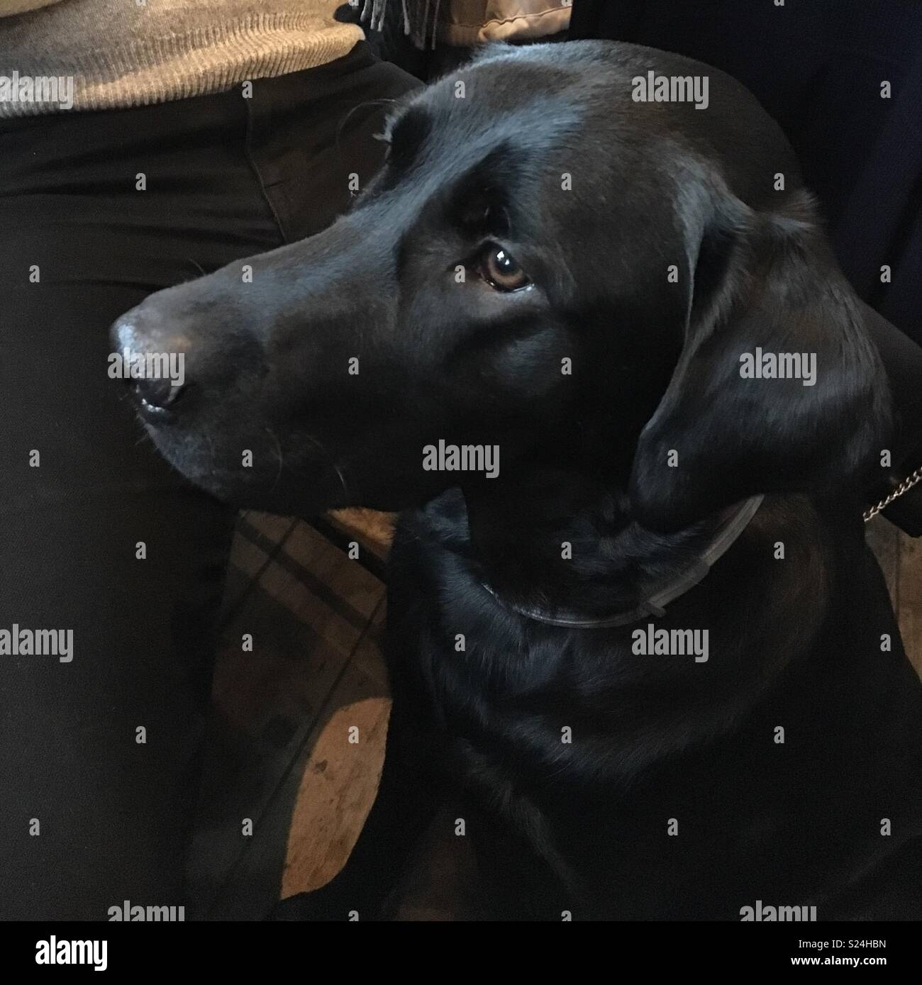 Black lab cute hi-res stock photography and images - Alamy