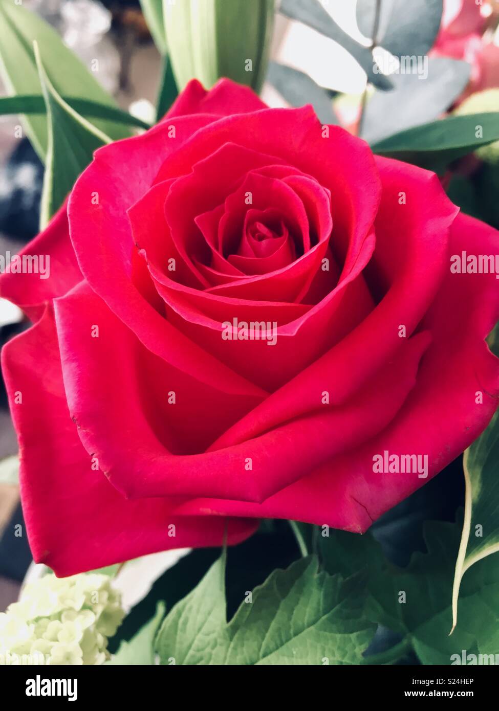 Deep Pink Rose High Resolution Stock Photography and Images - Alamy