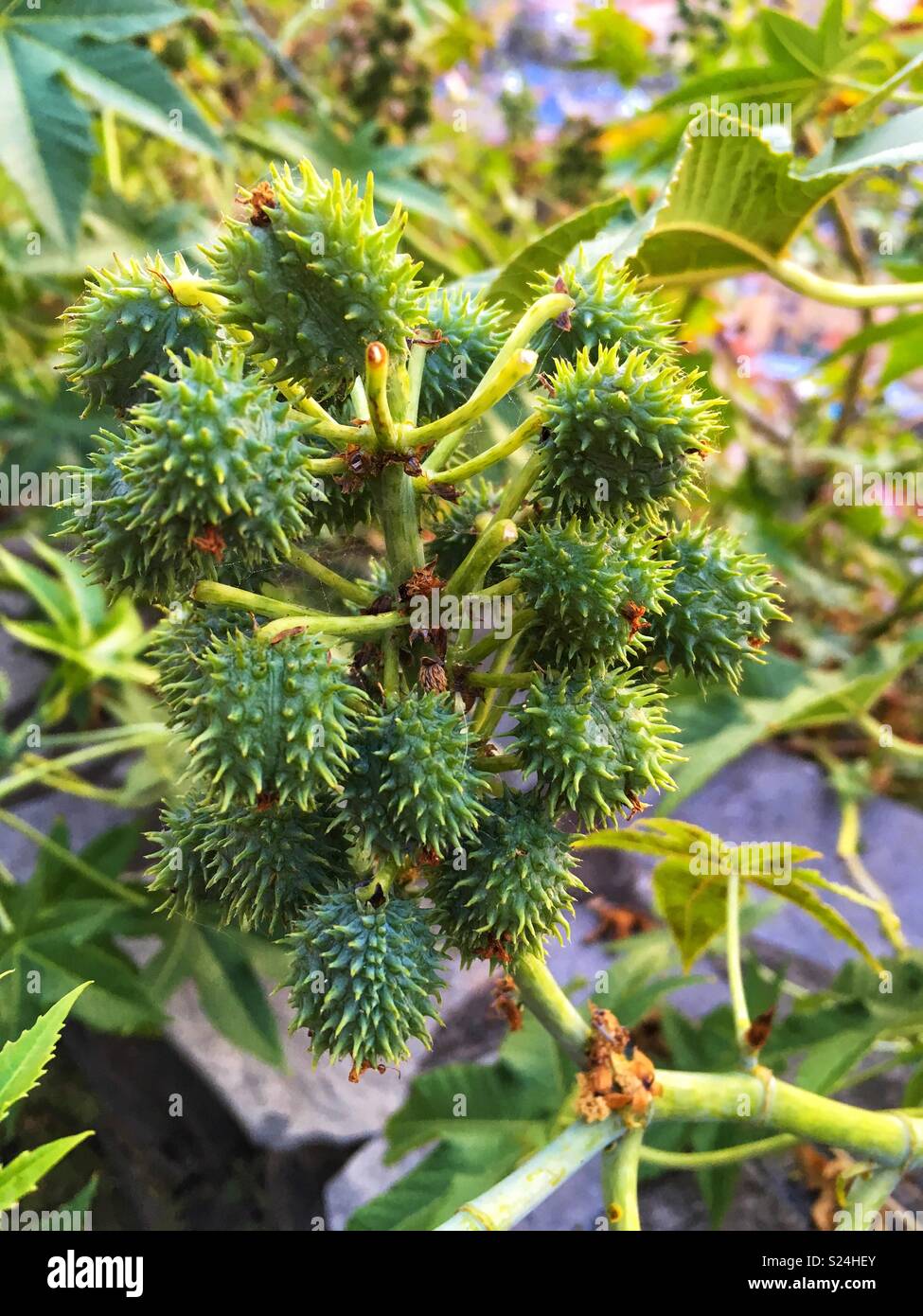 Spiky plant hi-res stock photography and images - Alamy
