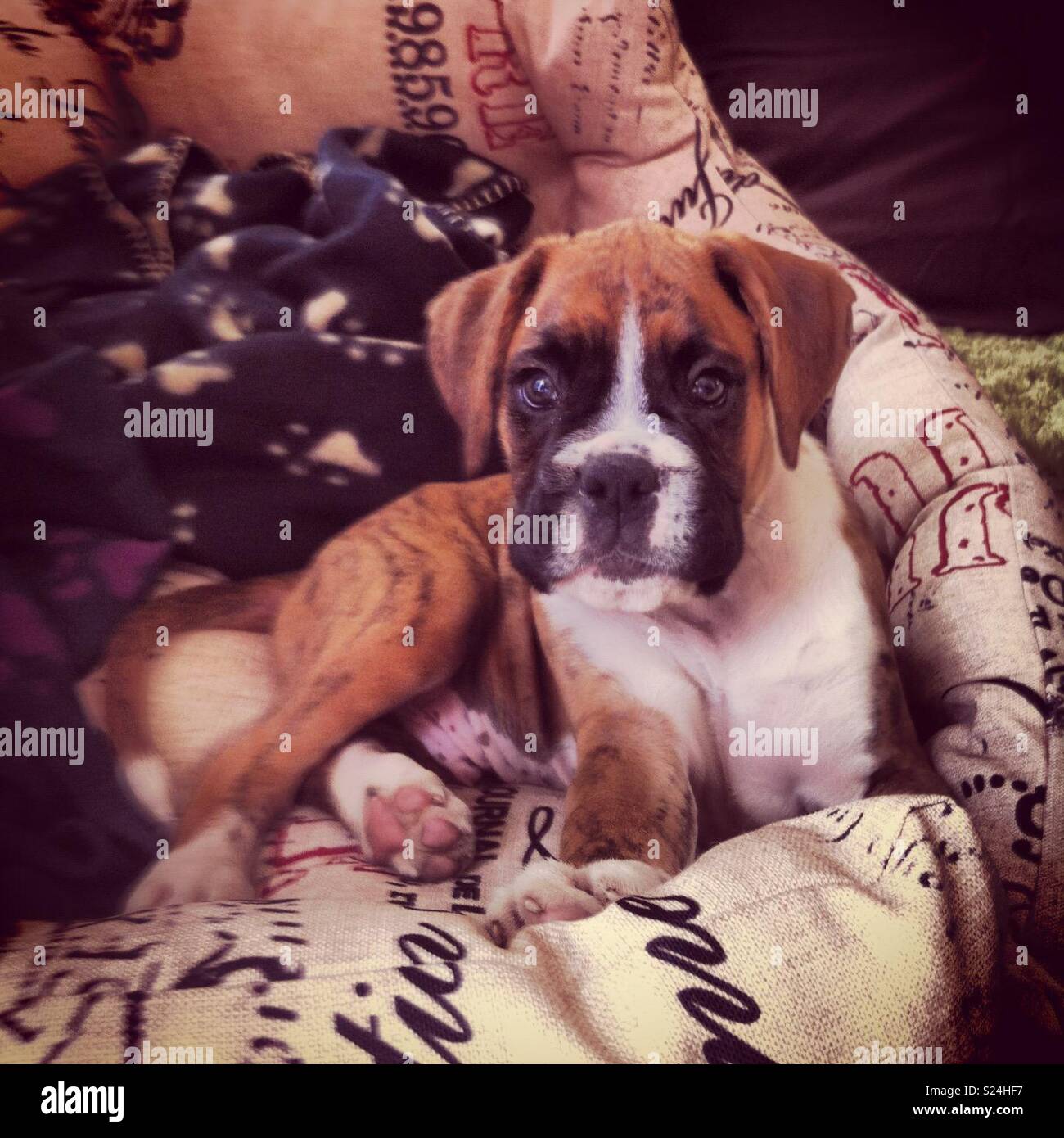 Boxer puppy cute hi-res stock photography and images - Alamy