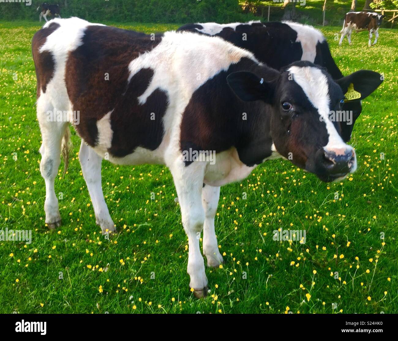 Friesian cattle hi-res stock photography and images - Alamy