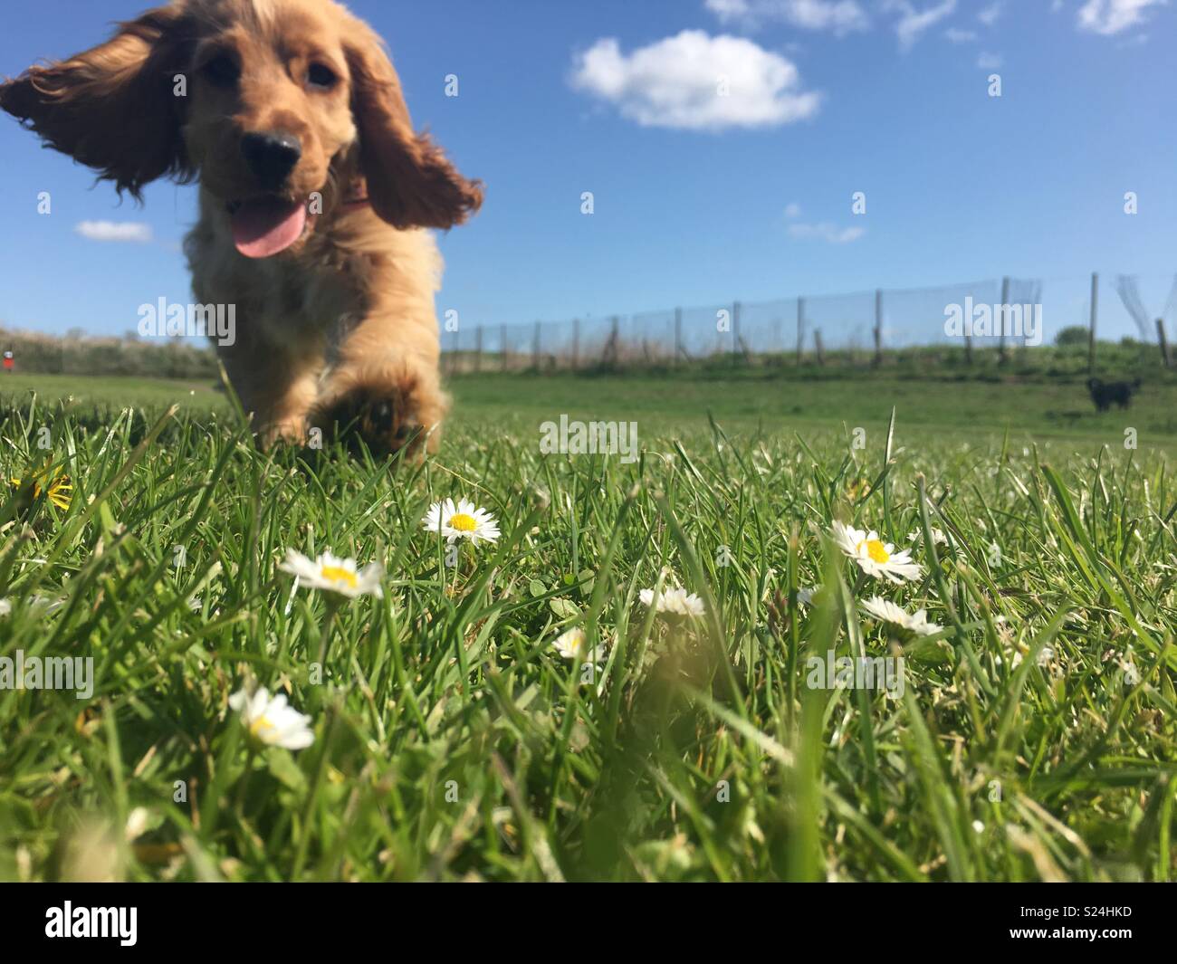 Cocker spaniel puppy Daisy Stock Photo - Alamy