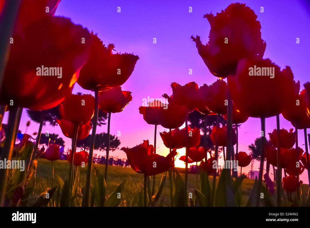 Pinky red hi-res stock photography and images - Alamy