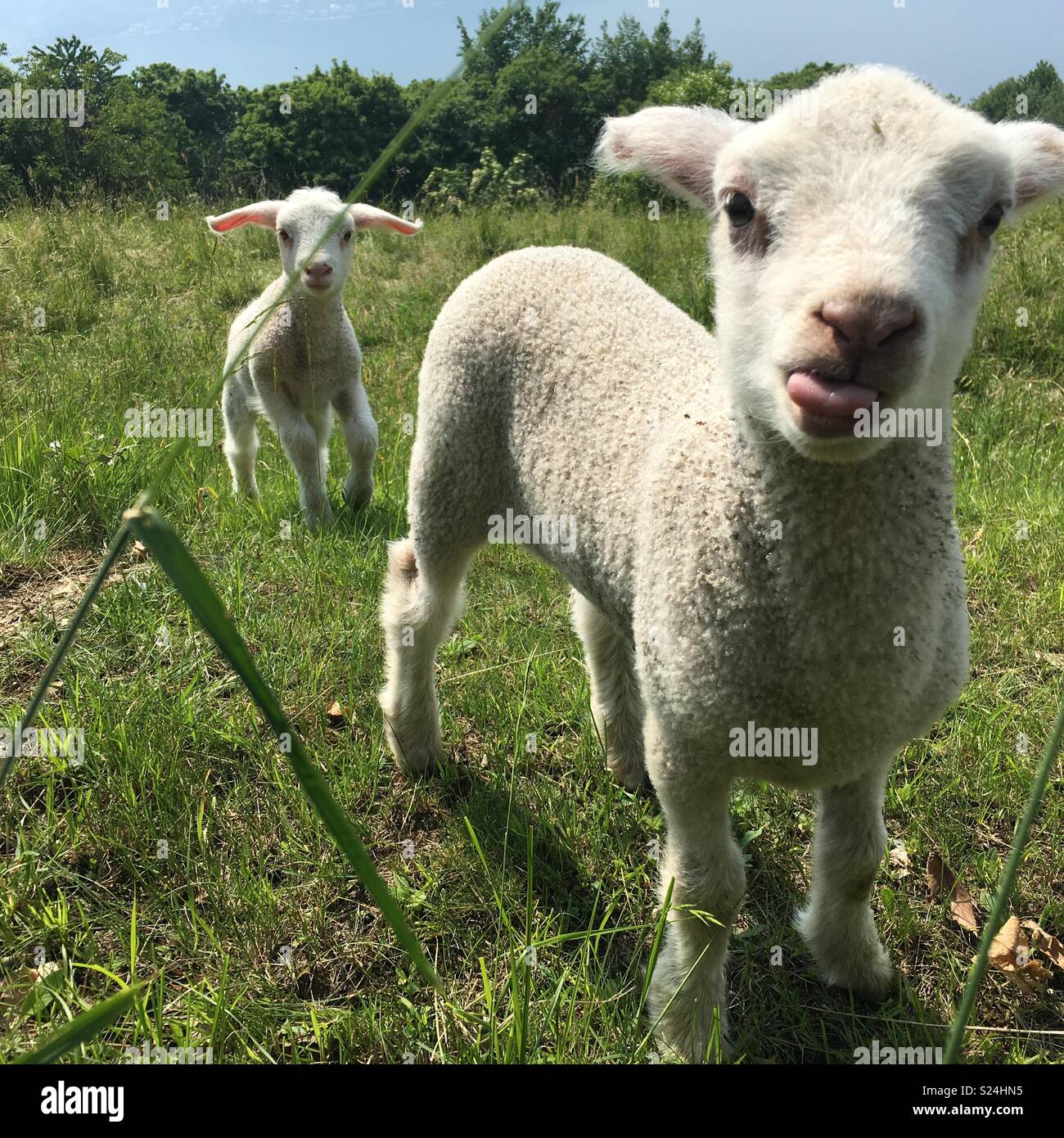 Tender of sheep hi-res stock photography and images - Alamy