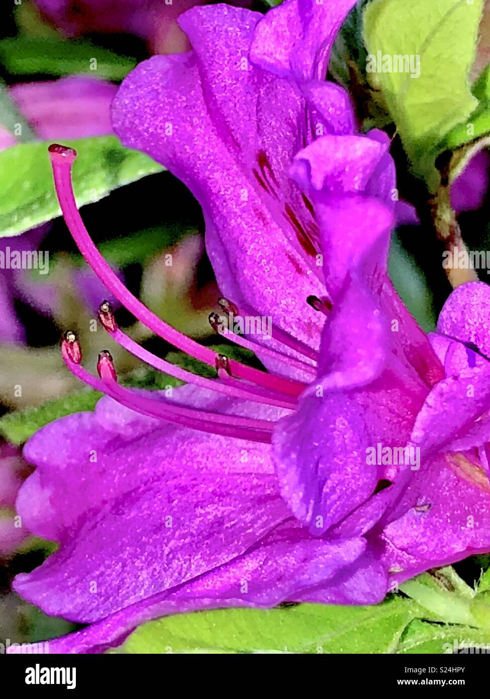 Sparkling flower hi-res stock photography and images - Alamy
